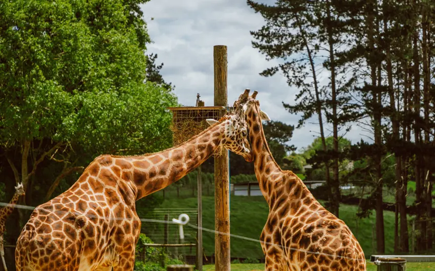 Family-Friendly Activities - Waikato NZ